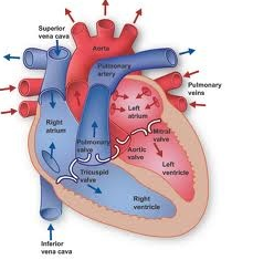 The Unheard Heart: A Metaphor For Medicine In the Digital Age – The ...